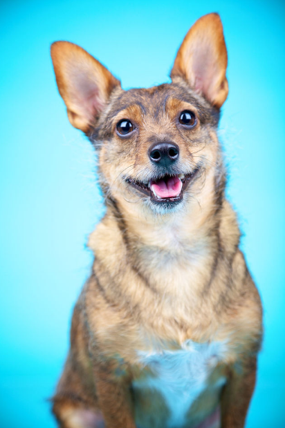 Winston's World Trilogy – A Children's Book through the eyes of a dog!